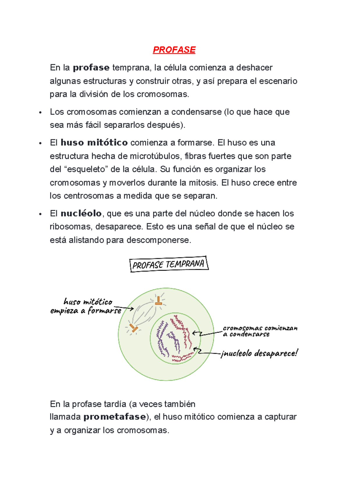 Profase - PROFASE En la profase temprana, la célula comienza a deshacer ...