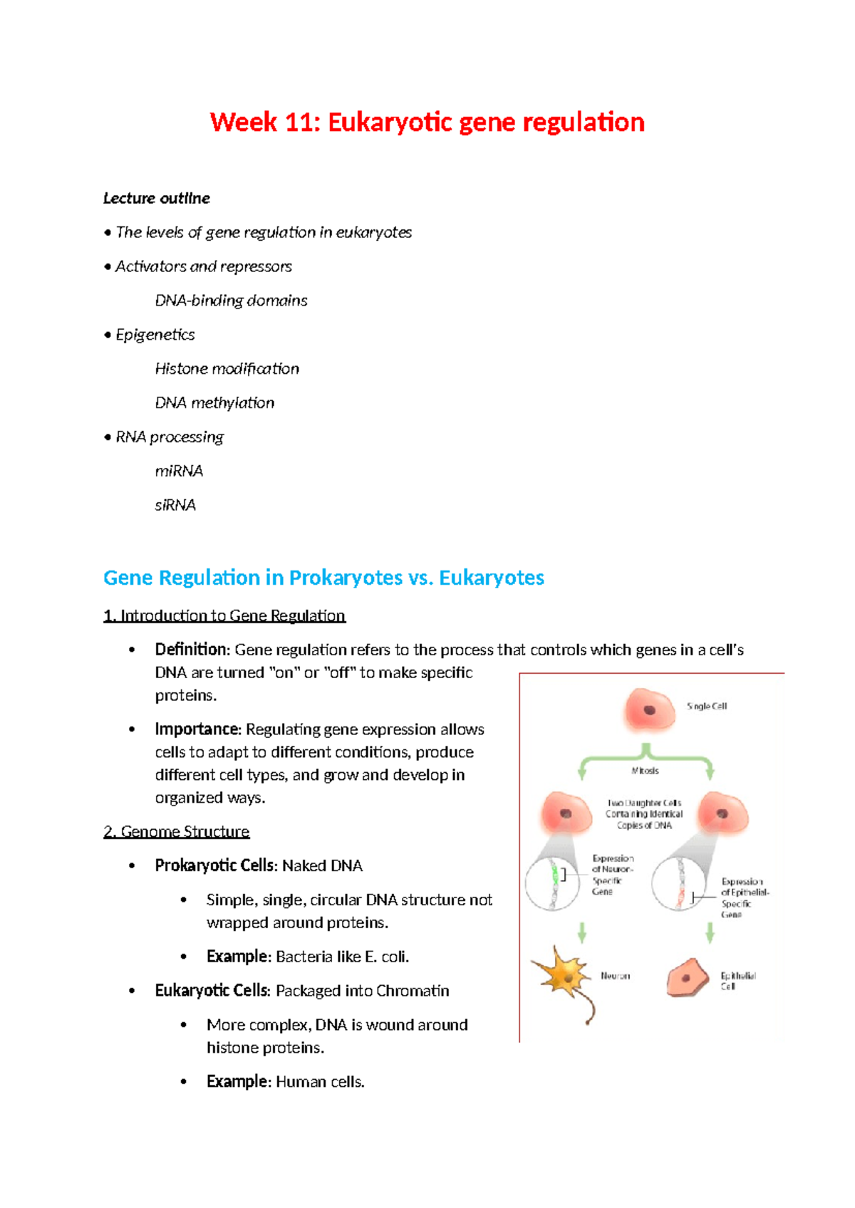 Week 11 Euk regulation - Week 11: Eukaryotic gene regulation Lecture ...