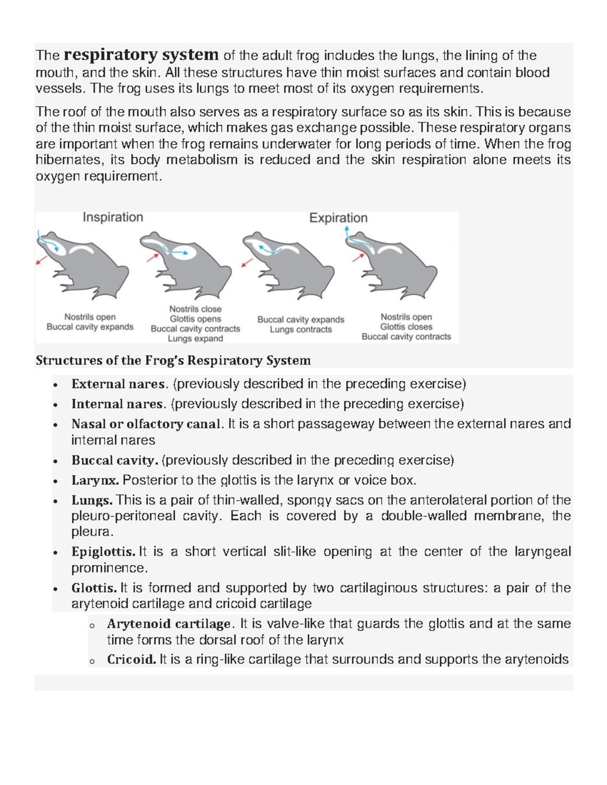 The - frog - The respiratory system of the adult frog includes the ...