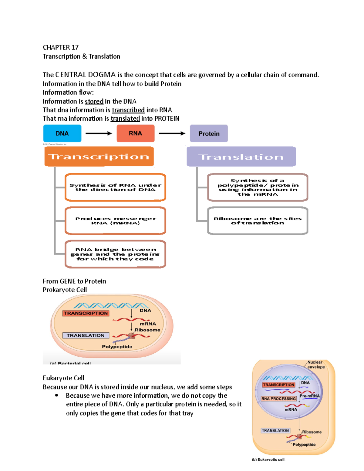 Transcription and Translation - CHAPTER 17 Transcription & Translation ...