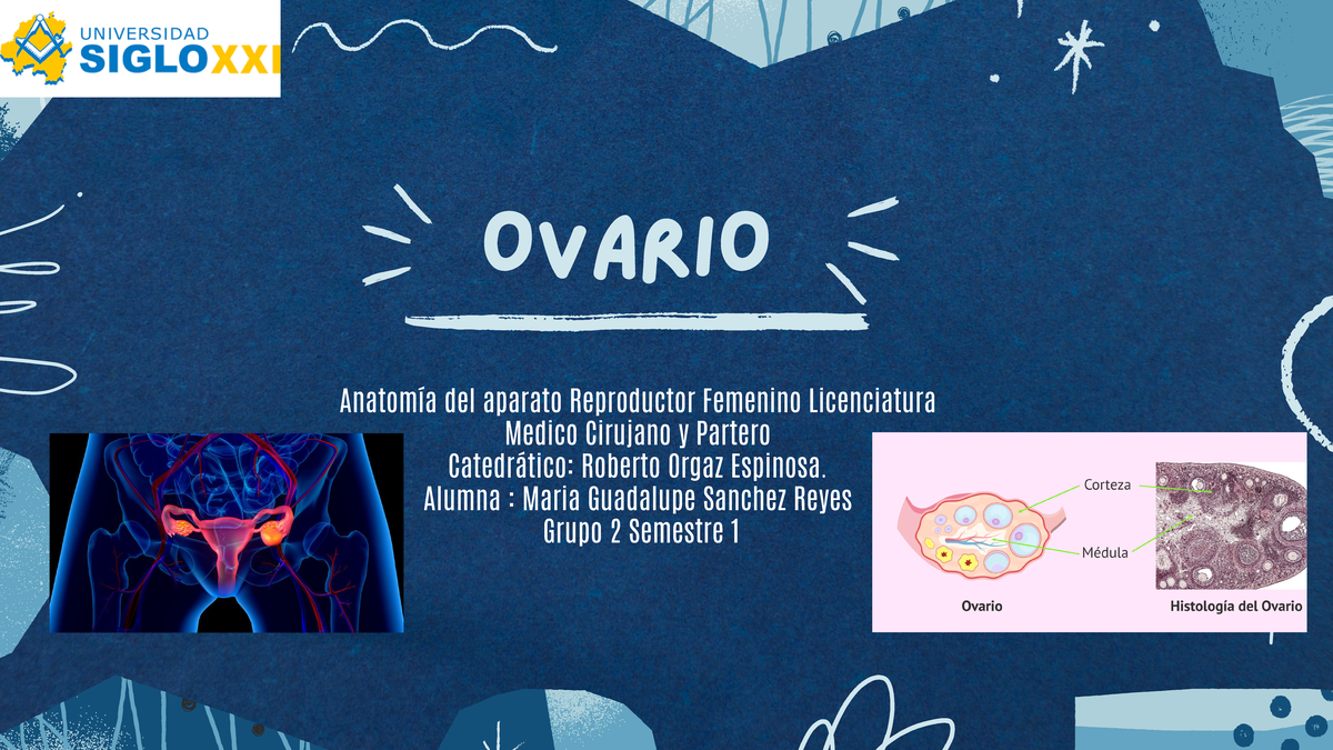 Ovario Presentacion - copear y pegar - OVARIO Anatomía del aparato ...