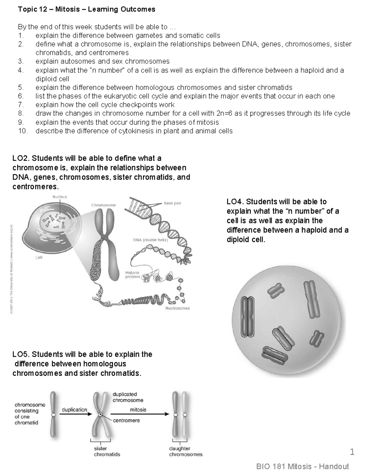 Mitosis Handout - BIO 181 Mitosis - Handout 1 Topic 12 – Mitosis ...