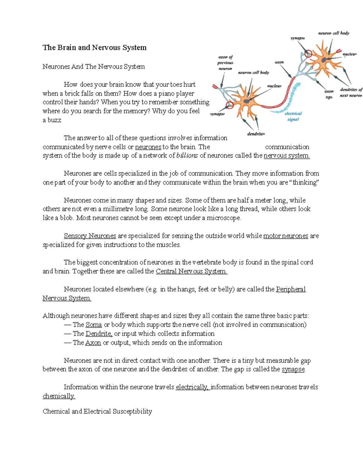 The Brain and Nervous System - The Brain and Nervous System Neurones ...
