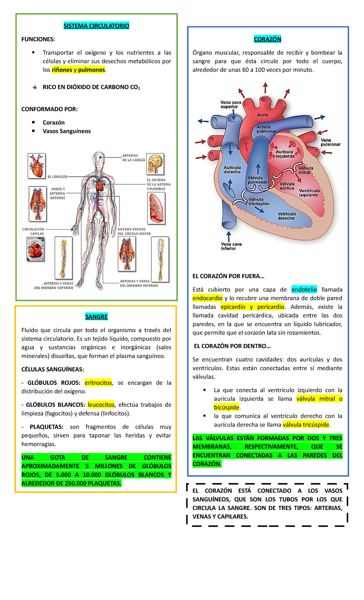 Sistema Cardiovascular - SISTEMA CIRCULATORIO FUNCIONES: Transportar el ...