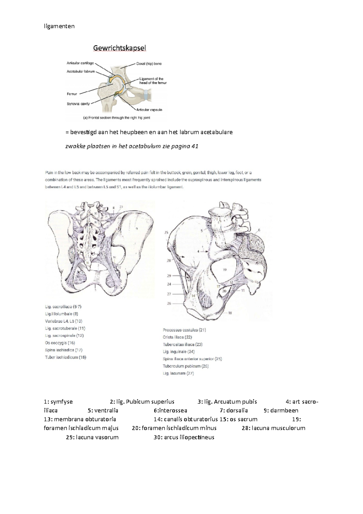 Ligamenten-onderste-exremiteit - = bevestigd aan het heupbeen en aan ...