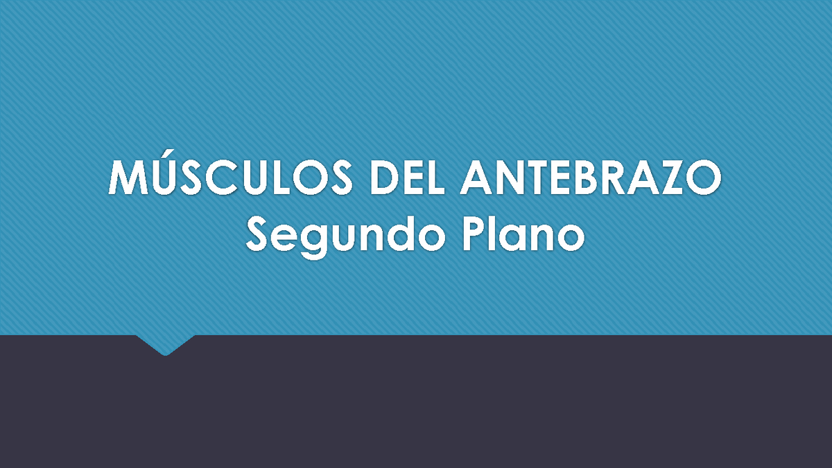 Musculo Del Antebrazo segundo plano - MÚSCULOS DEL ANTEBRAZO Segundo ...