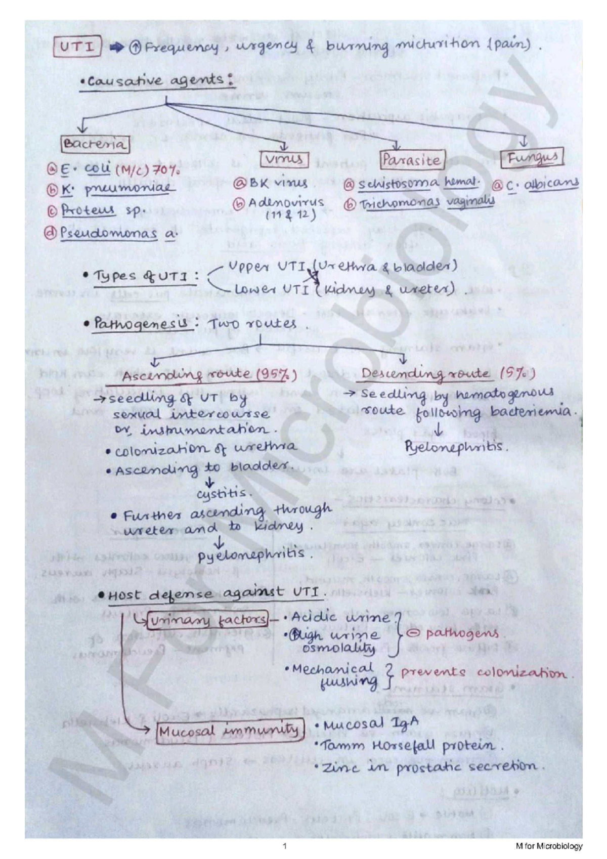 Genitourinary - very concise notes - UTI T Frequency, urgency burning ...