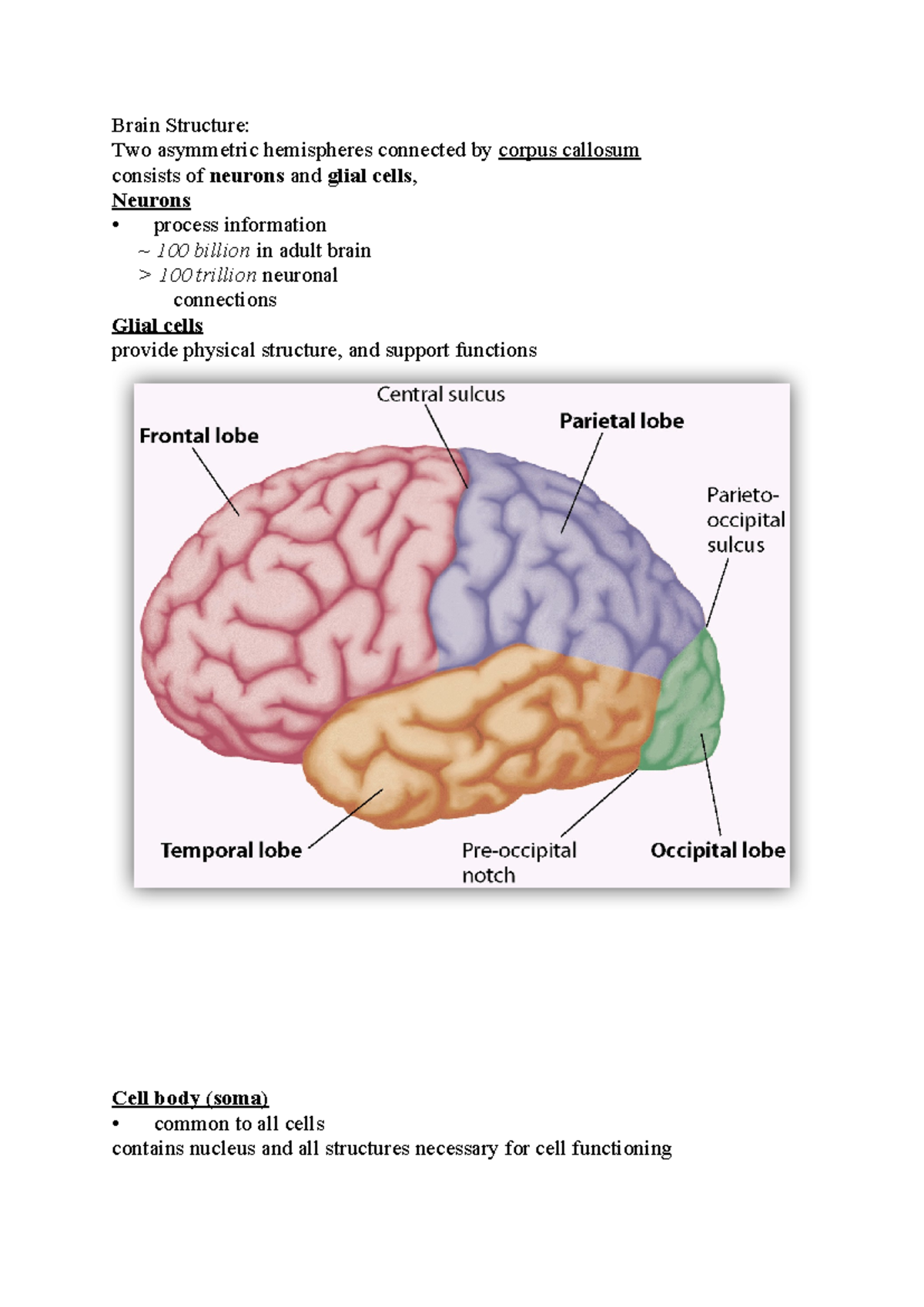 Brain and Behaviour - Brain Structure: Two asymmetric hemispheres ...