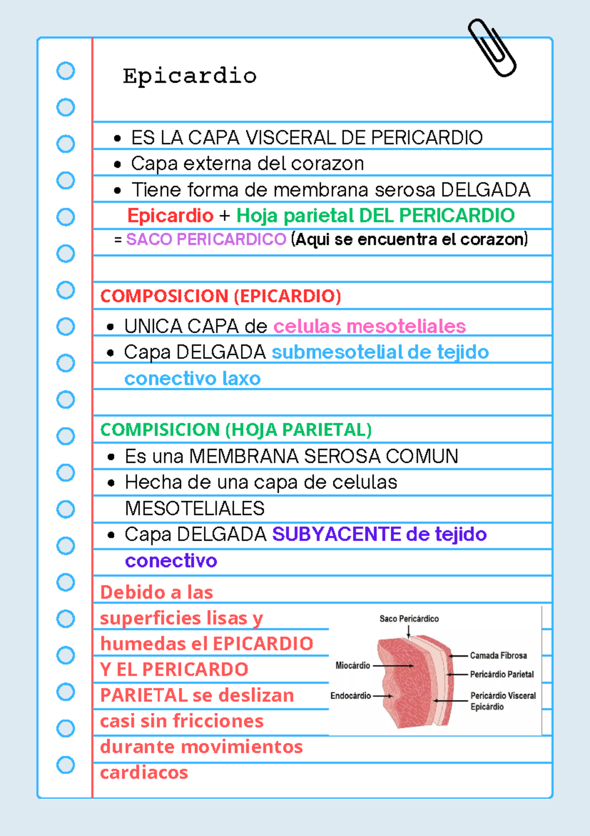 Capas del corazon - DESCRIPCION - Epicardio ES LA CAPA VISCERAL DE ...