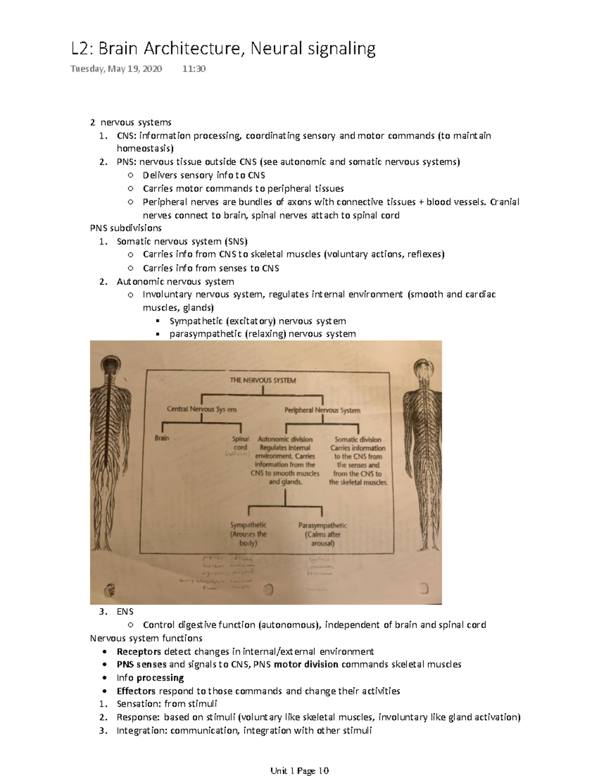 Unit 1 Lecture 2 Brain Architecture - 2 nervous systems CNS: information processing ...