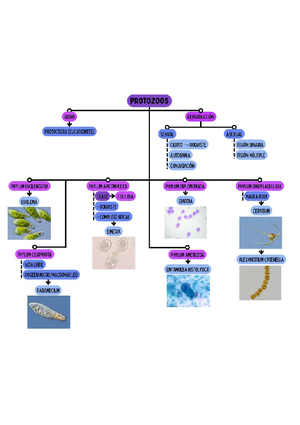 Resumen Equinodermos - Phylum Echinodermata Principales características ...