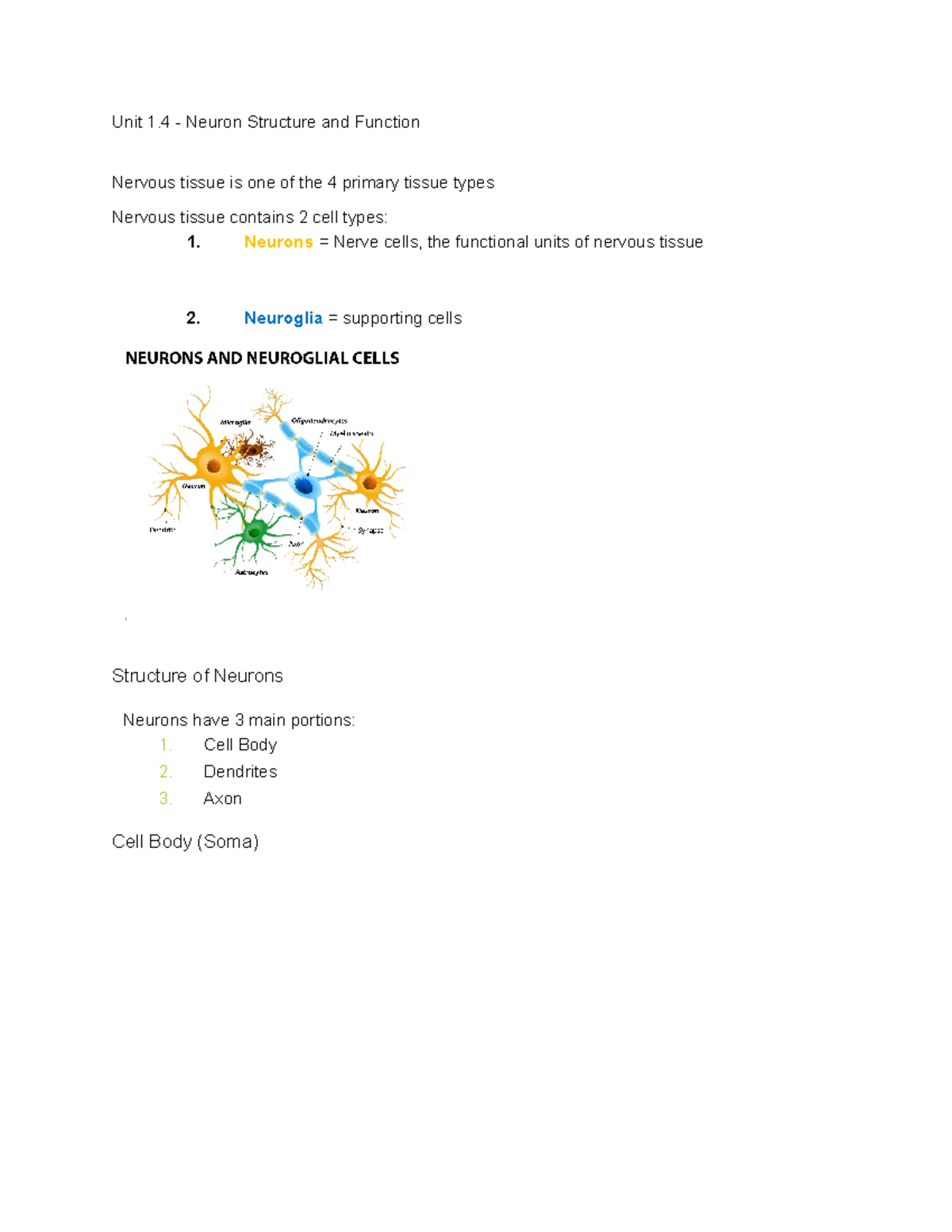 Unit 1.4 Notes - Unit 1 - Neuron Structure and Function Nervous tissue ...