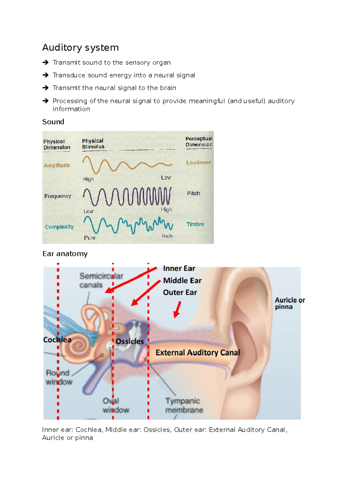 Quiz 2 Notes - asd - Auditory system Transmit sound to the sensory ...