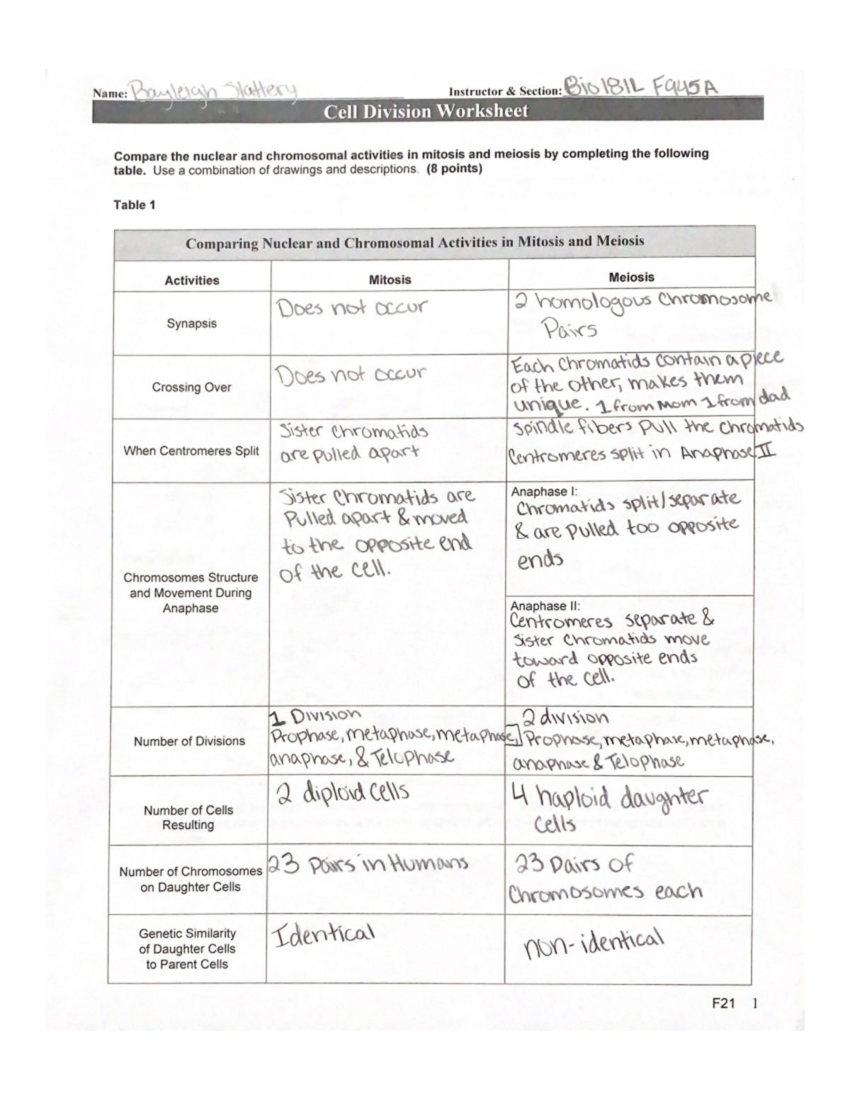 Bio 181 Lab Cell Division Worksheet Name Bayleigh Slattery