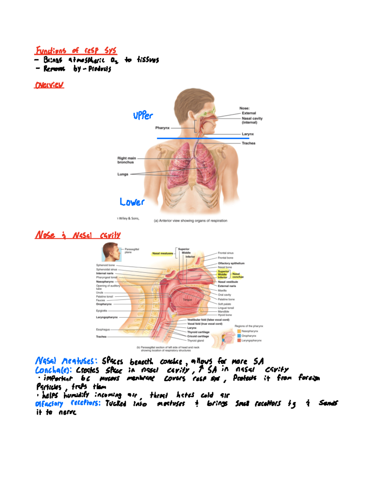 Module 7 - Respiratory System - Review - Functions of resp Sys ...