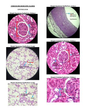 LEC Activity 2 THE Chemical Basis OF LIFE - NUR11O1 Integrated Human ...
