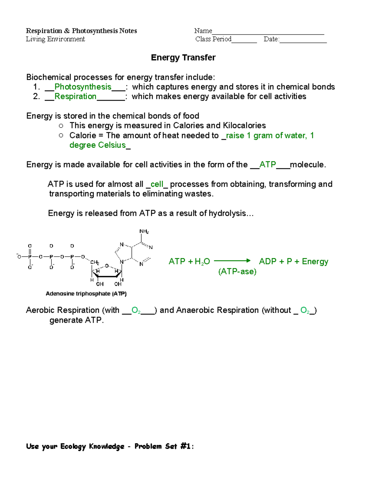 8 - biology answer keys - Respiration & Photosynthesis Notes Name