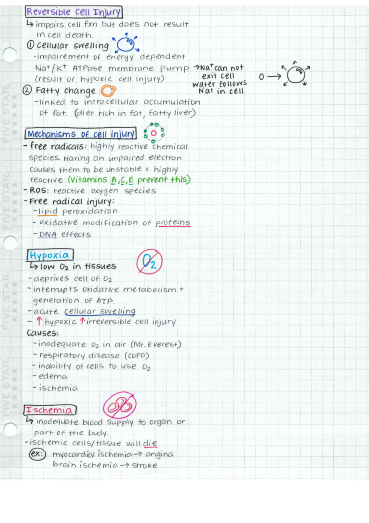 Pathophysiology - worksheet - PNP301 - Studocu