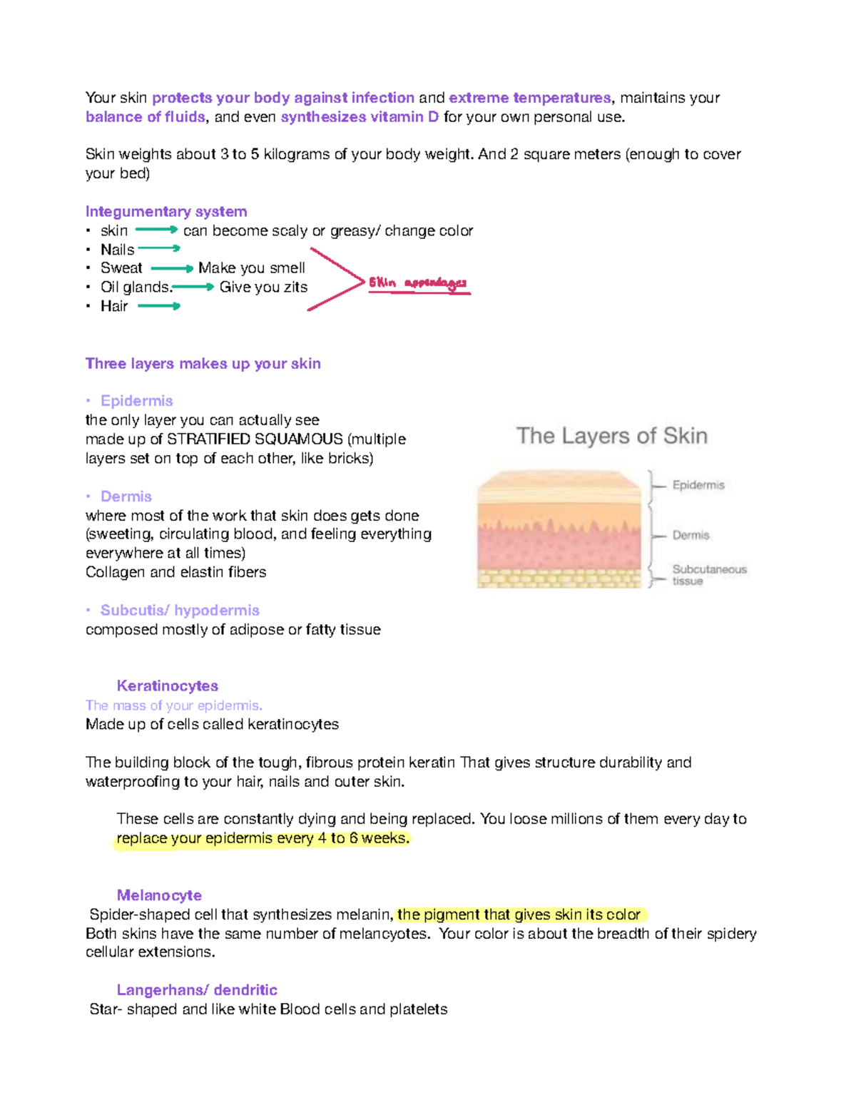 Week 4 integumentary system - Your skin protects your body against ...