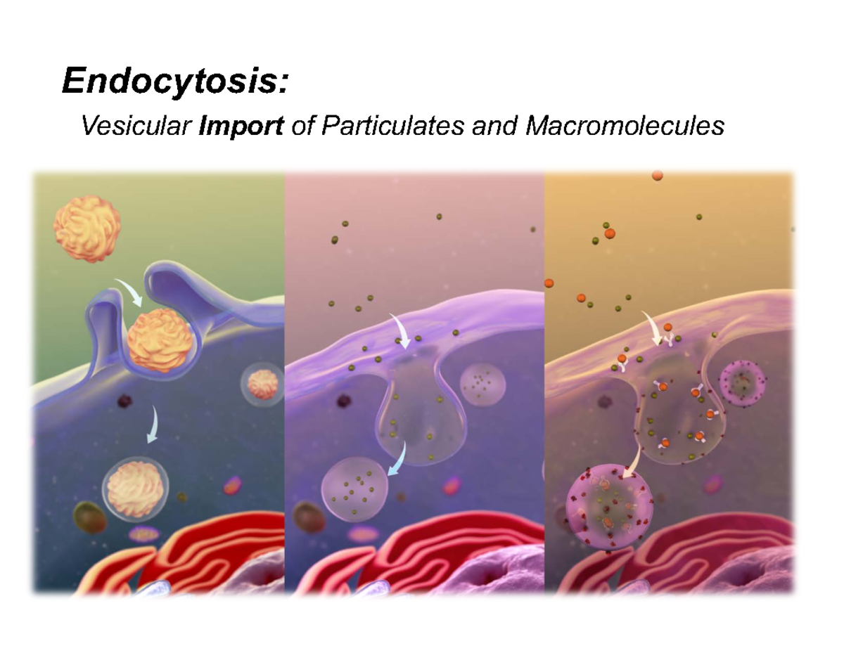 Endocytosis - Endocytosis: Vesicular Import of Particulates and ...