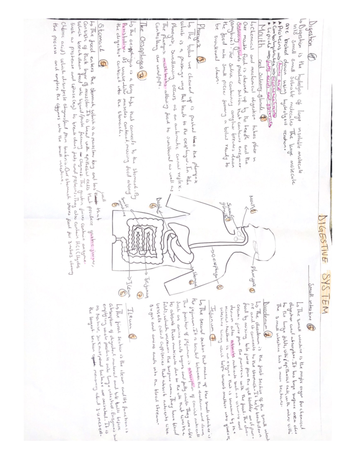 Digestive System - Apart of unit 8C assignment - UN2 - Studocu