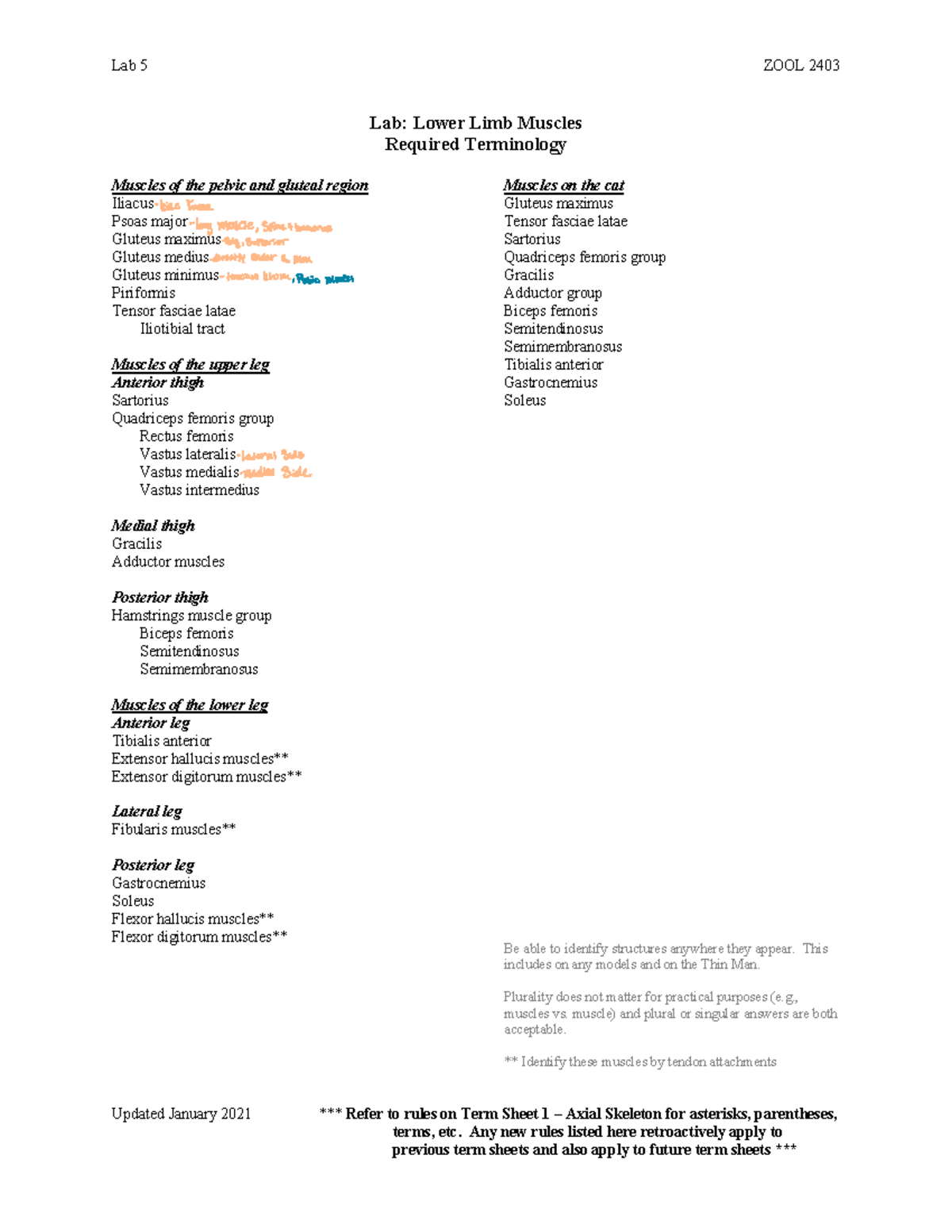 Lower Limb Muscles. pdf - Lab 5 ZOOL 2403 Updated January 2021 ...