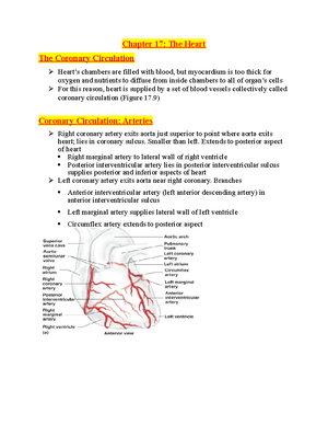 Chapter 19 Blood Lecture Outline amerman hap2 - Chapter 19 Blood Module ...