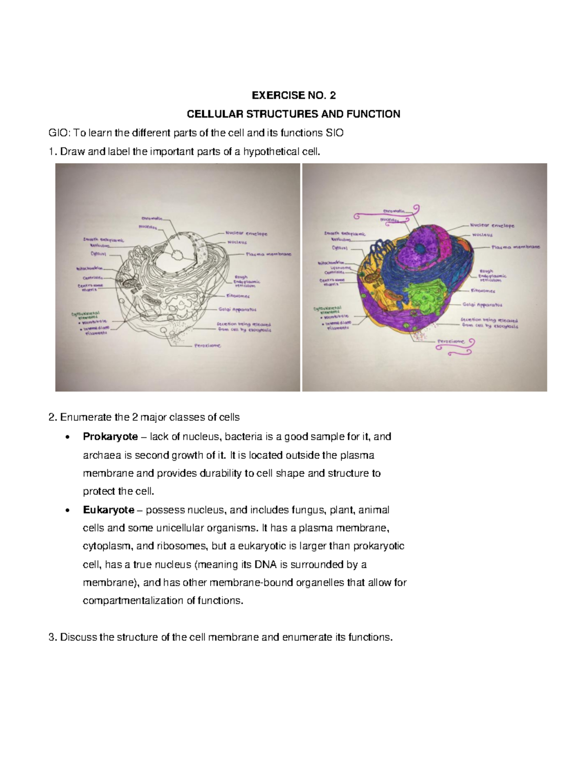 ( Anatomy & Physiology) Cellular Structures AND Function - EXERCISE NO. 2 CELLULAR STRUCTURES ...