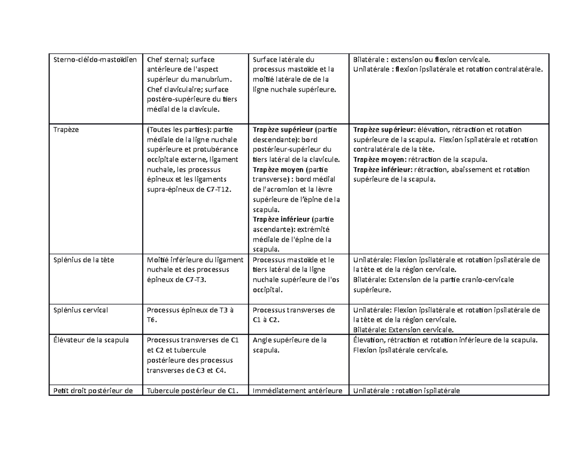 Anatomie cervicale - Sterno-cléido-mastoïdien Chef sternal; surface ...