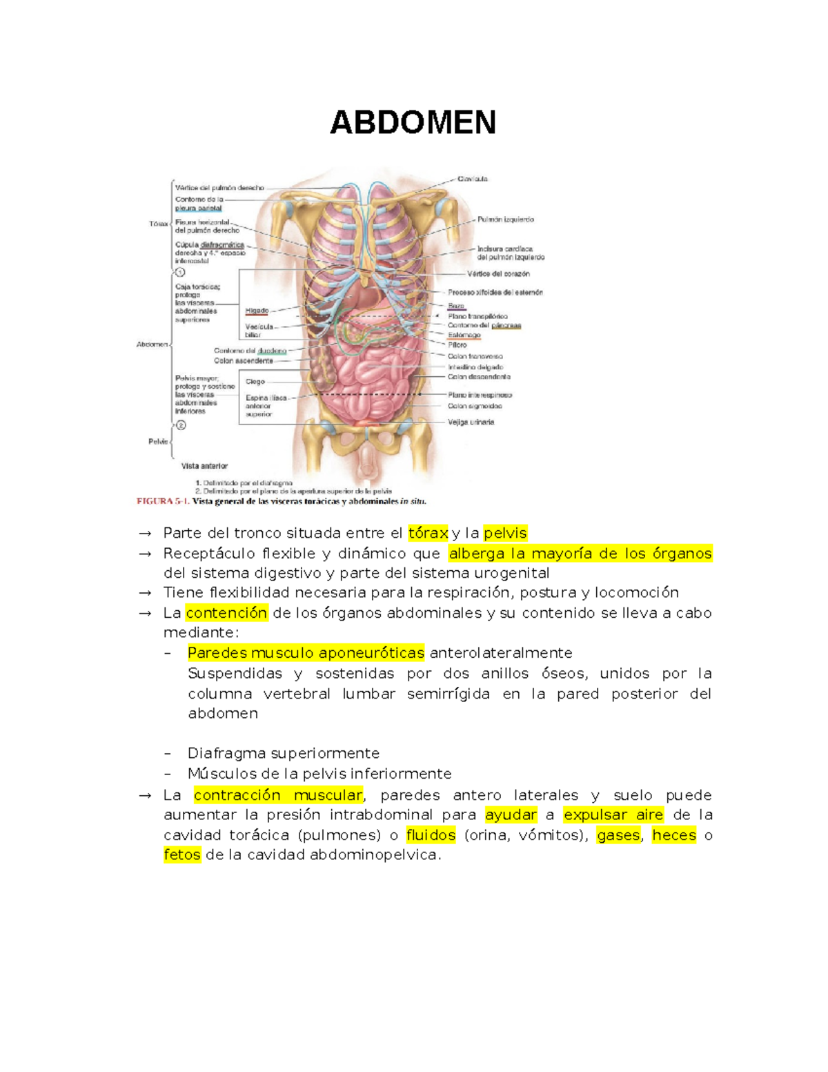 Abdomen - anatomia - ABDOMEN Parte del tronco situada entre el tórax y ...