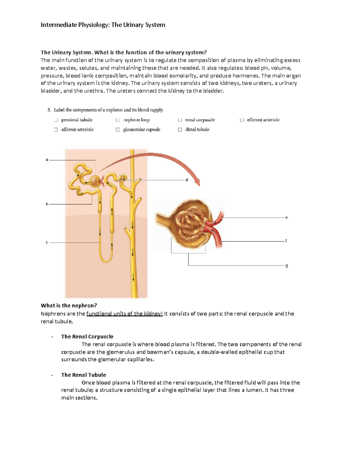 The urinary system pre-lab-7 - The Urinary System. What is the function of the urinary system ...