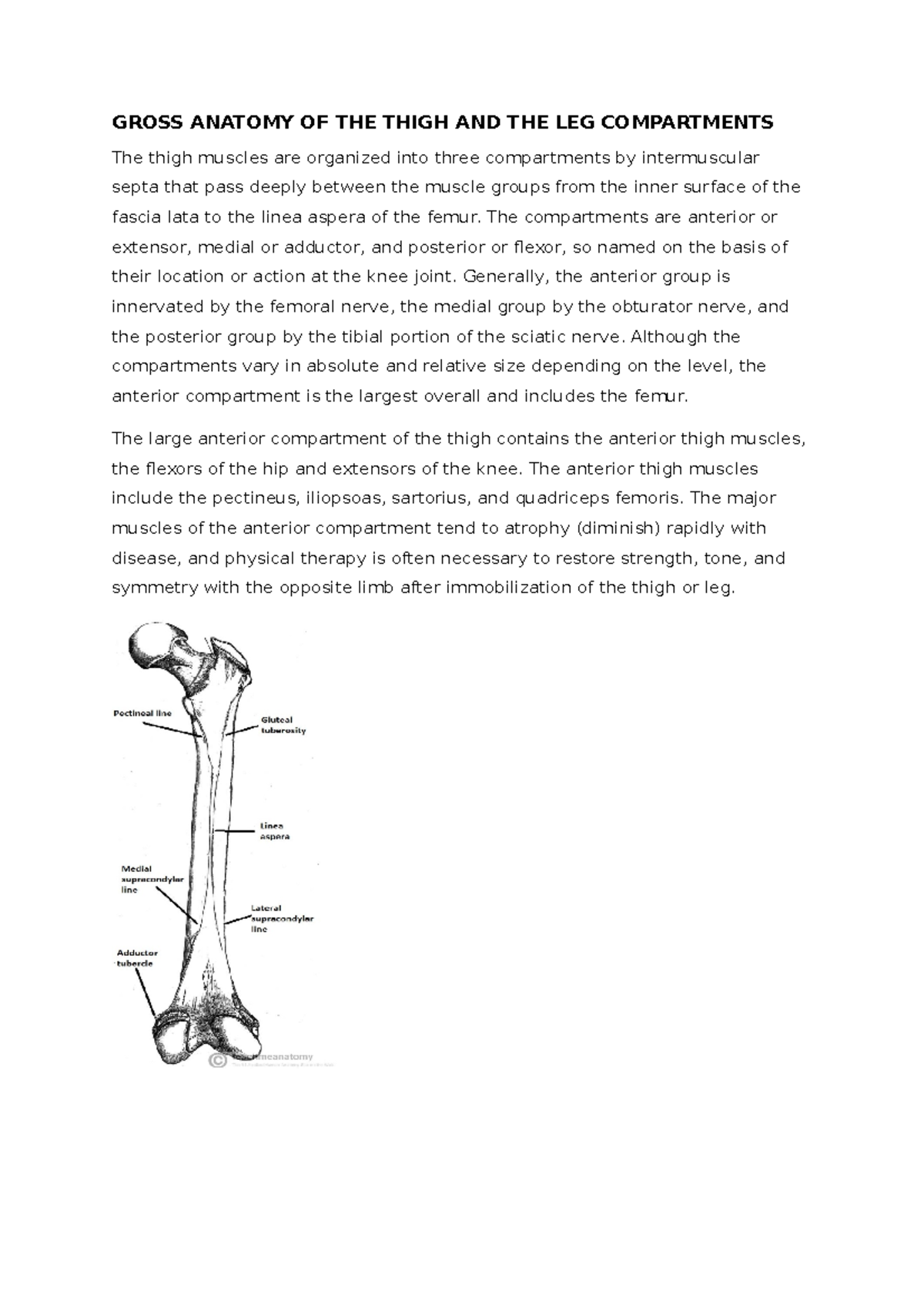 Gross anatomy of THE Thigh - GROSS ANATOMY OF THE THIGH AND THE LEG ...