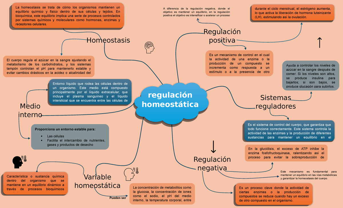 Mapa conceptual 1 - Sistemas reguladores regulación homeostática La homeostasis se trata de cómo ...
