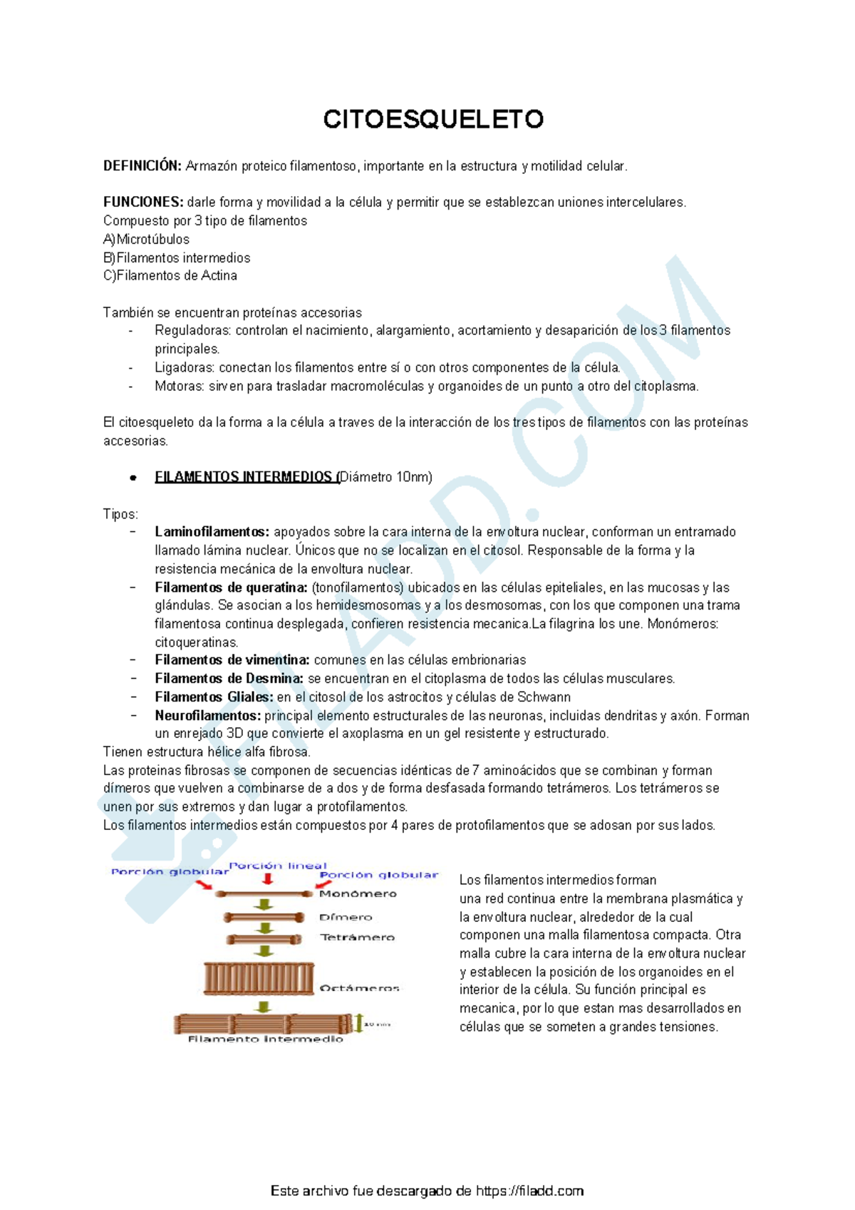Resumen Biologia Celular 2018 - CITOESQUELETO DEFINICIÓN: Armazón ...