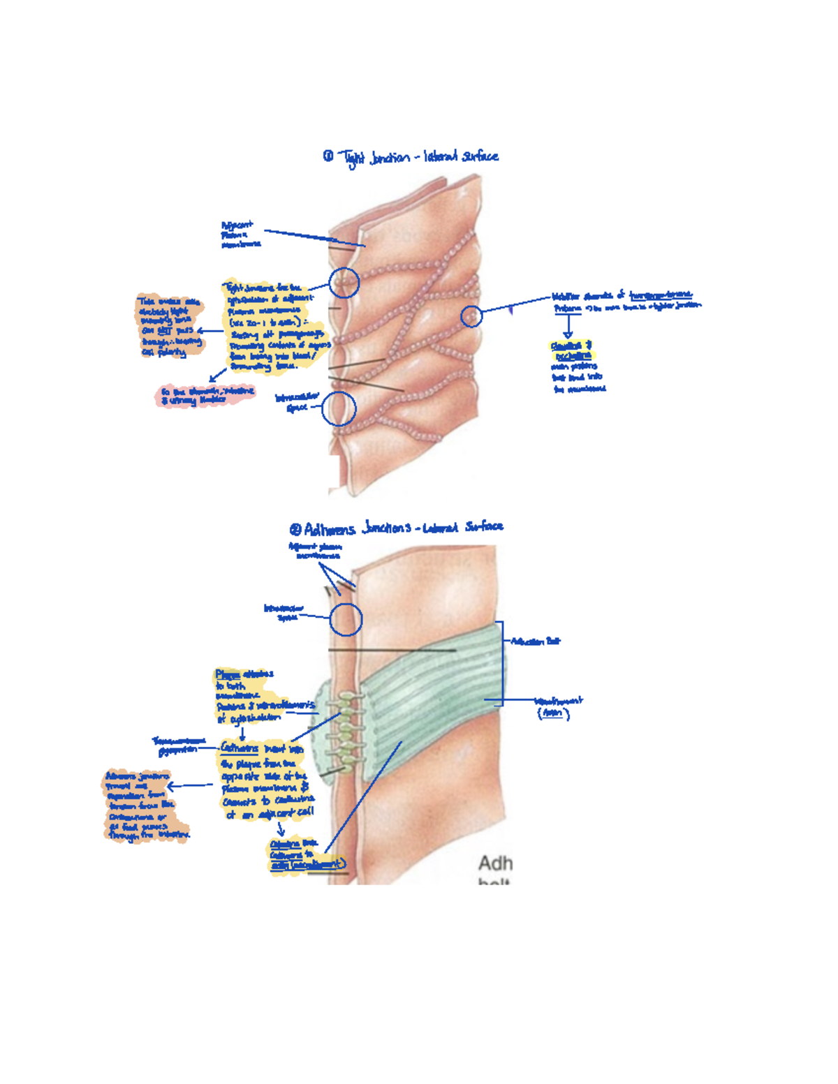 epithelium junctions - TightJunctionlateralsurface adjacent plasma ...