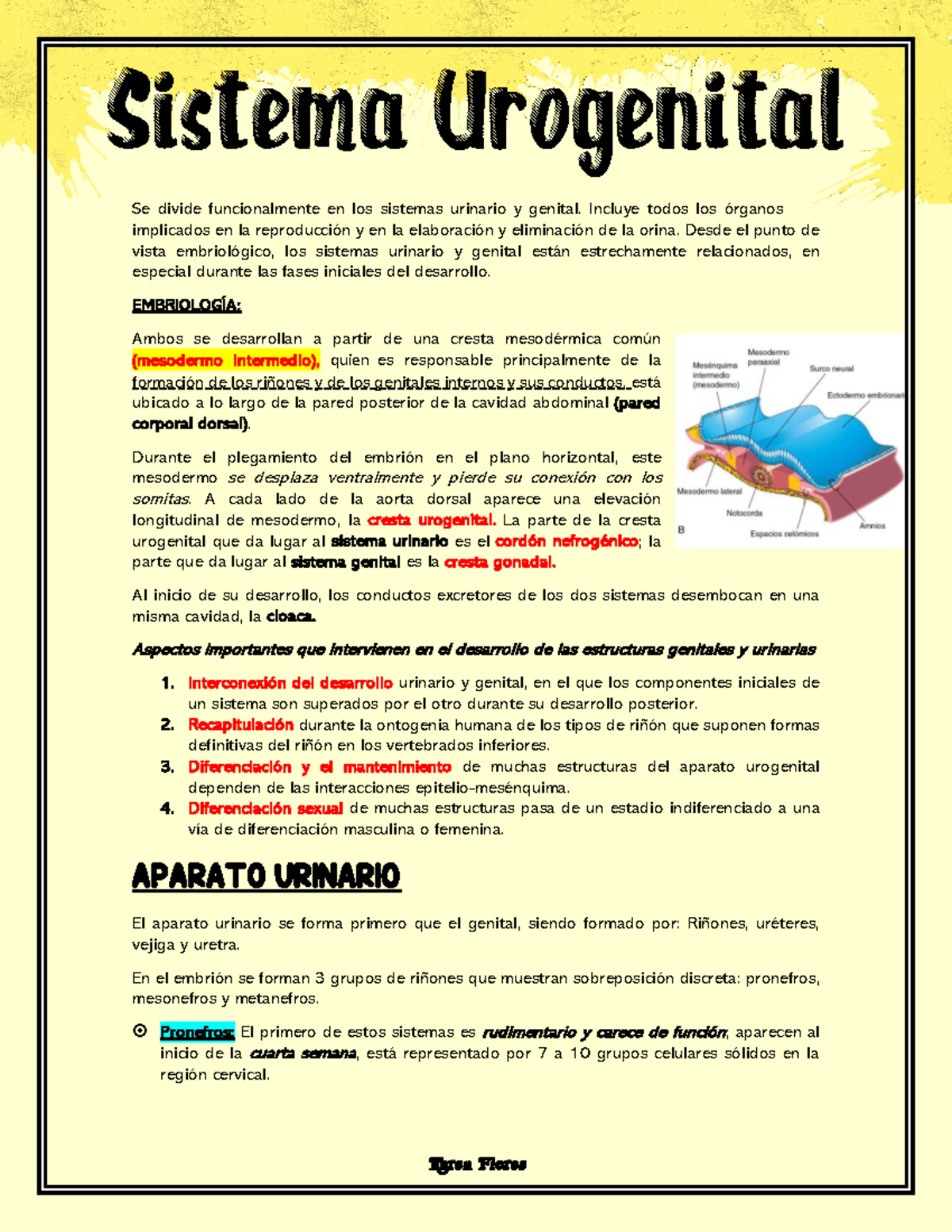 Resumen 20. Sistema Urogenital (Aparato urinario & Genital) - Se divide funcionalmente en los ...