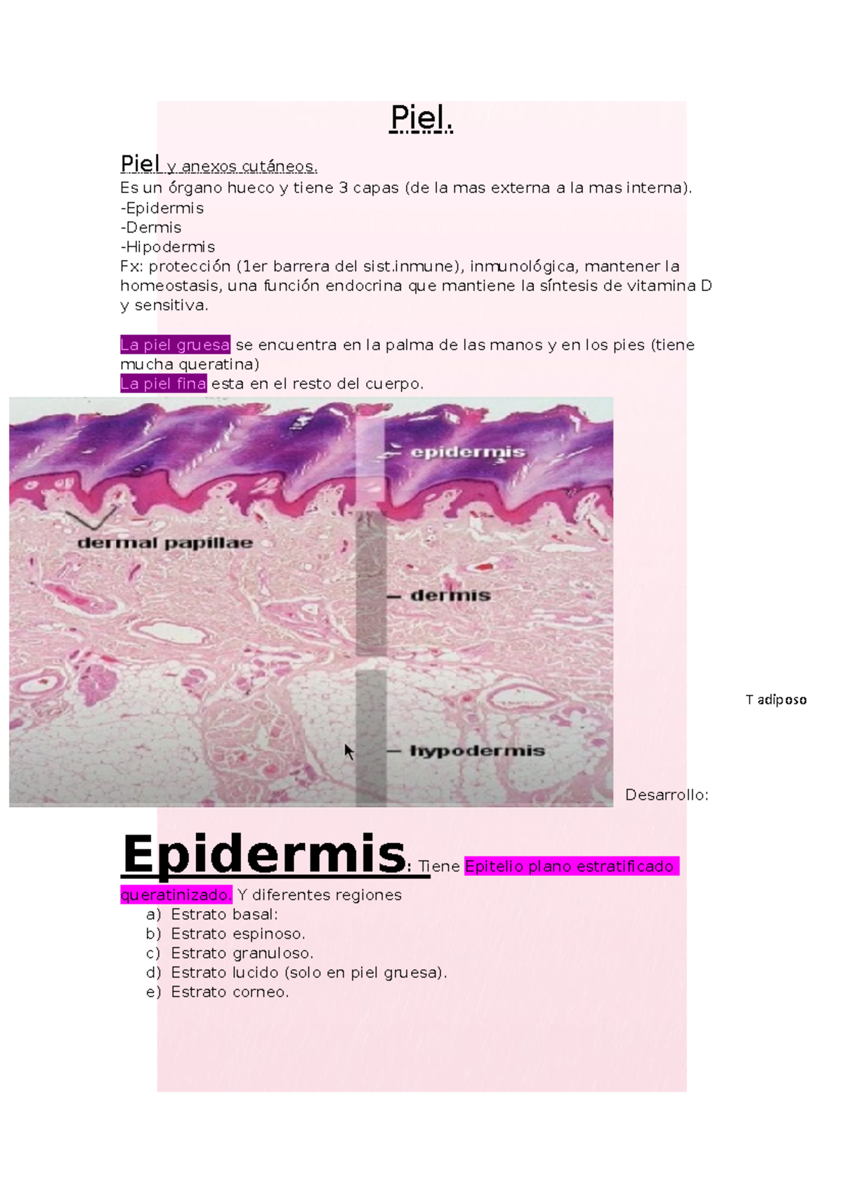 Tp histo PIEL - este es mi tp hecho desde el ross. - Piel. Piel y ...