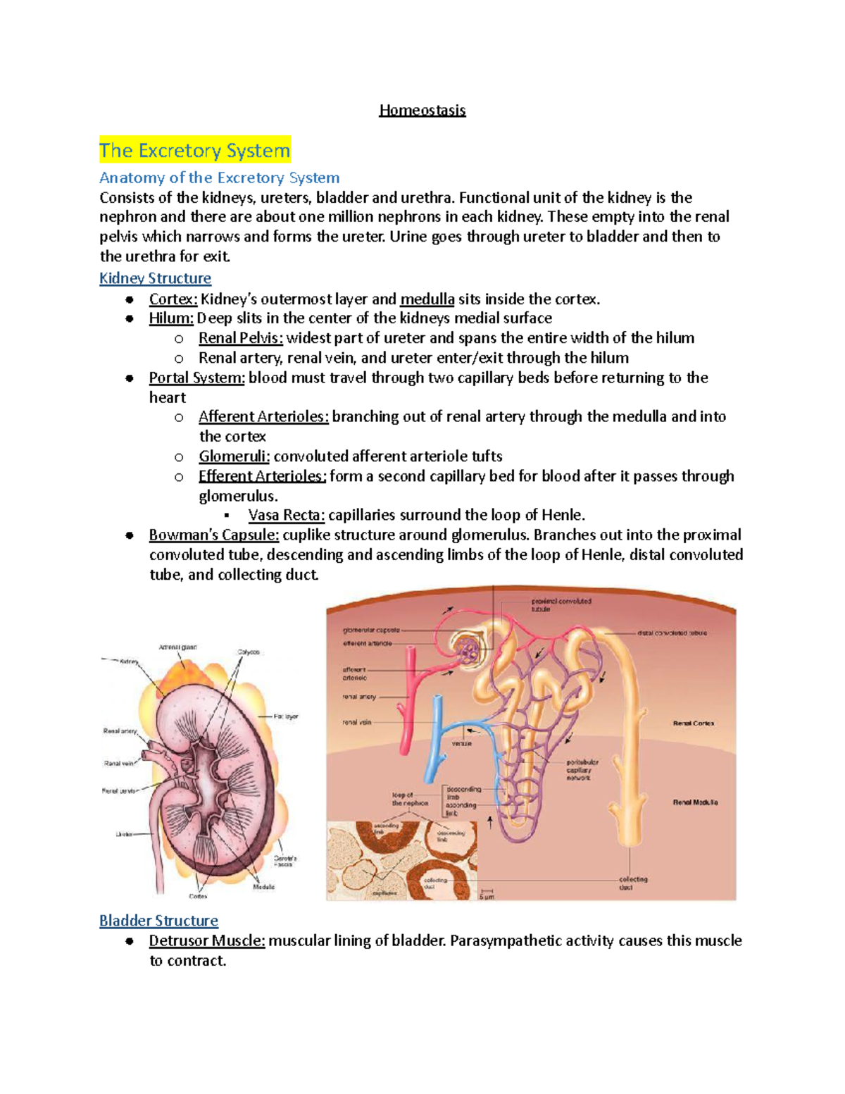 Homeostasis - Notes for Bio II - Homeostasis The Excretory System ...