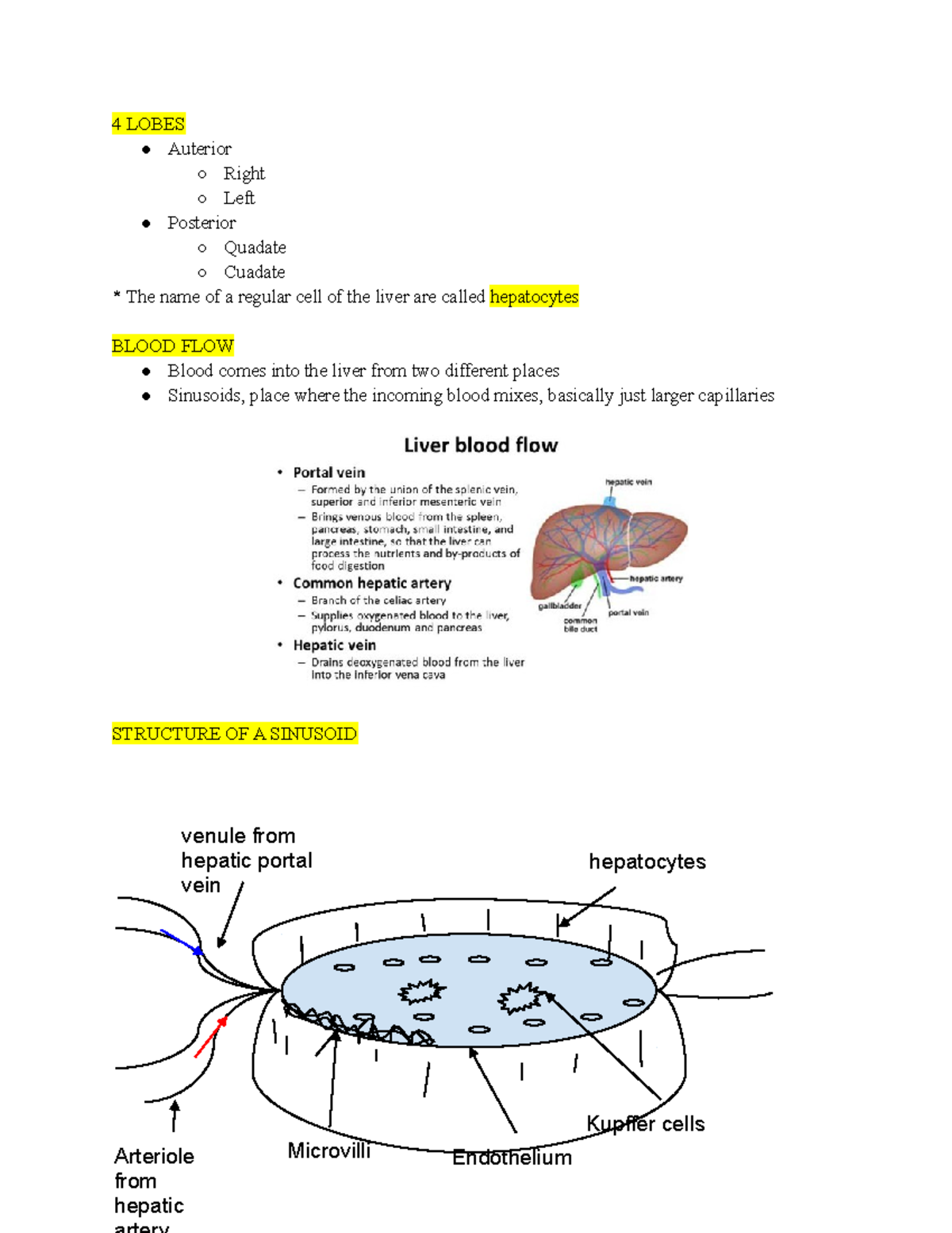 Biology Liver - Lecture notes 7 - 4 LOBES Auterior Right Left Posterior ...