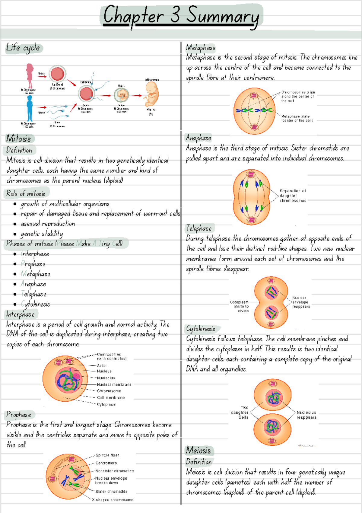 Biology Chapter Three Summary - Cell Replication - Mitosis Definition ...