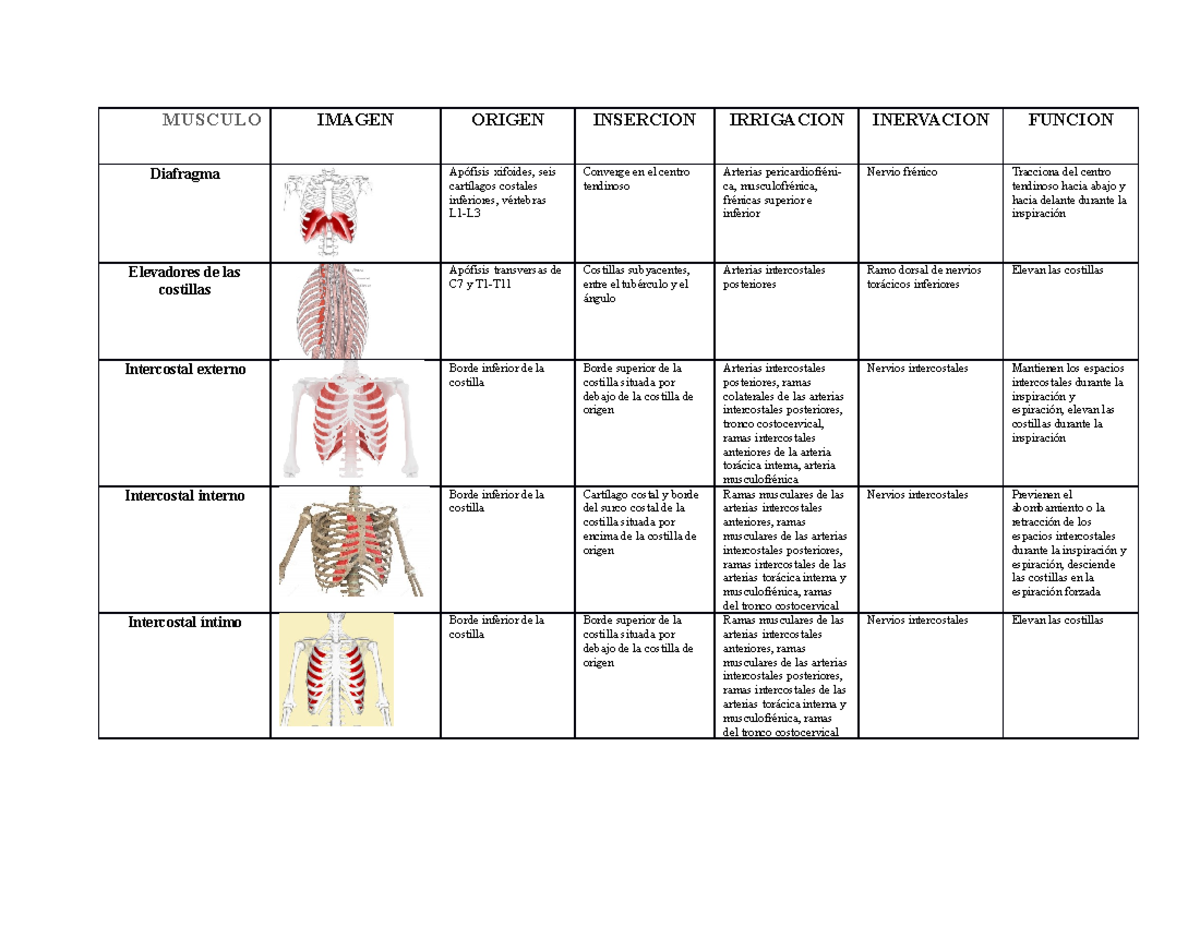 Musculos ( Torax, Espalda Y Abdomen) - MUSCULO IMAGEN ORIGEN INSERCION ...