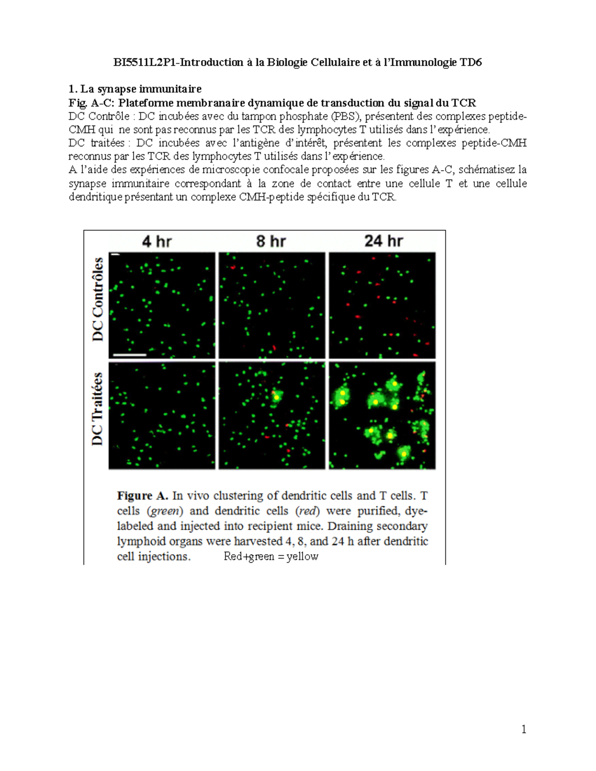 TD6 - immuno - BI5511L2P1-Introduction à la Biologie Cellulaire et à l’Immunologie TD 6 La ...