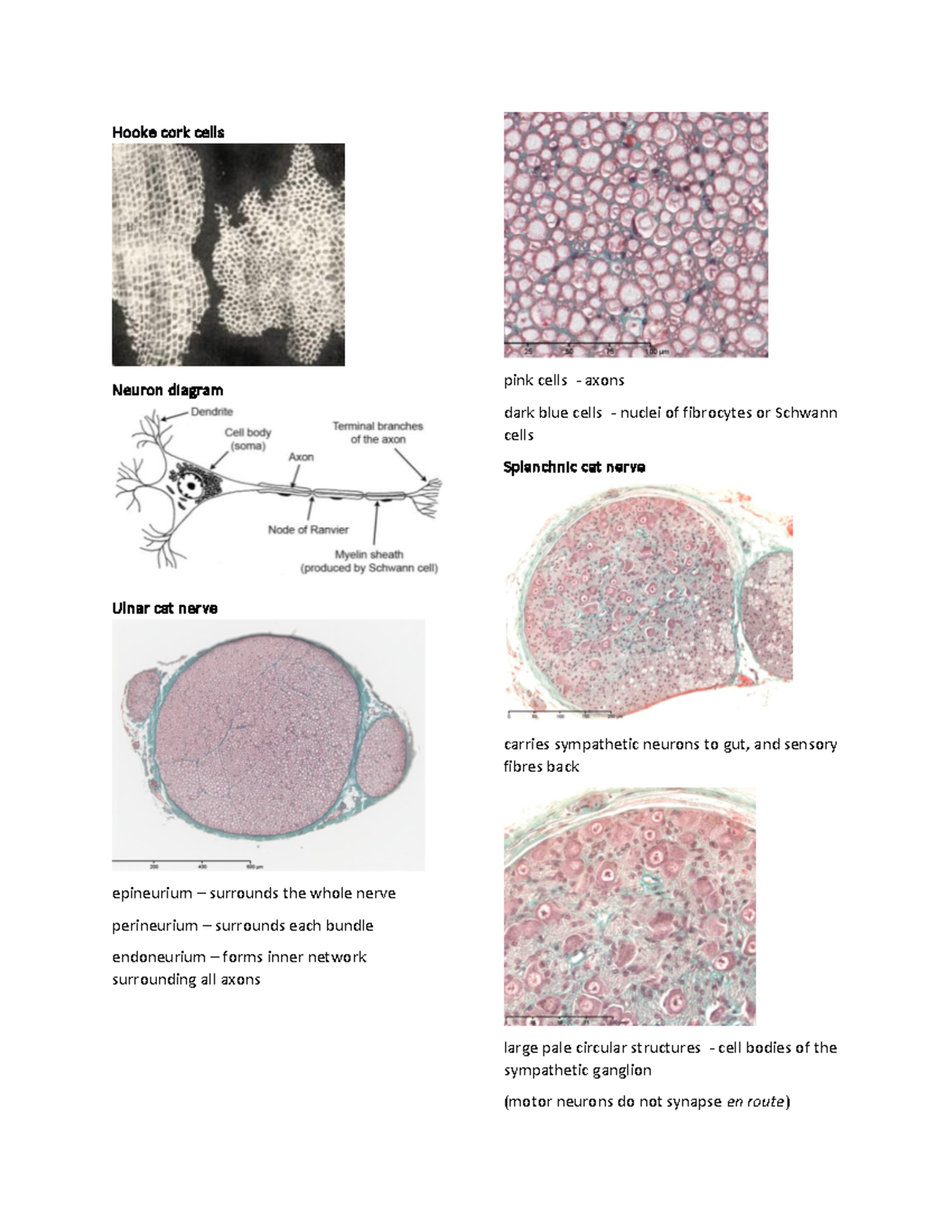 Histology Summary - Hooke cork cells Neuron diagram Ulnar cat nerve ...