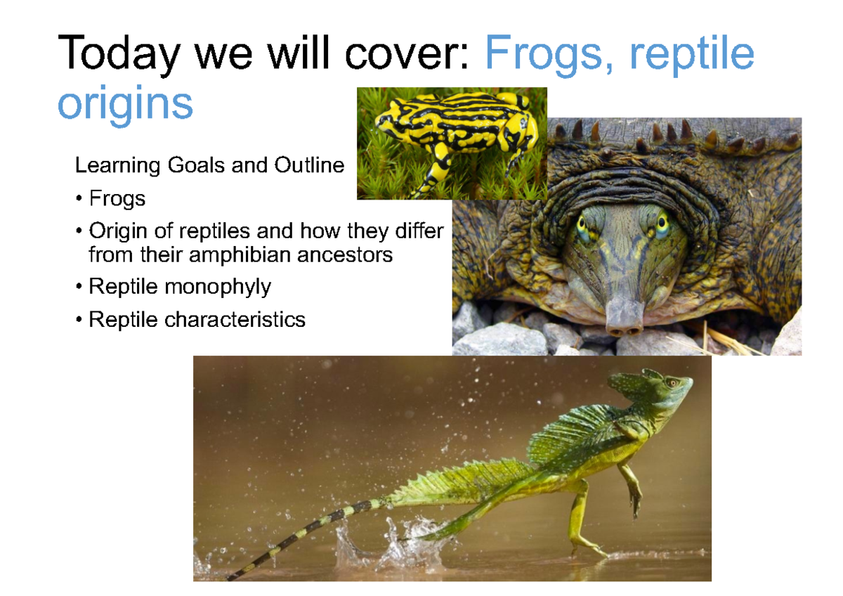 4.Frogs Reptile Origins 2021 - Today we will cover: Frogs, reptile ...