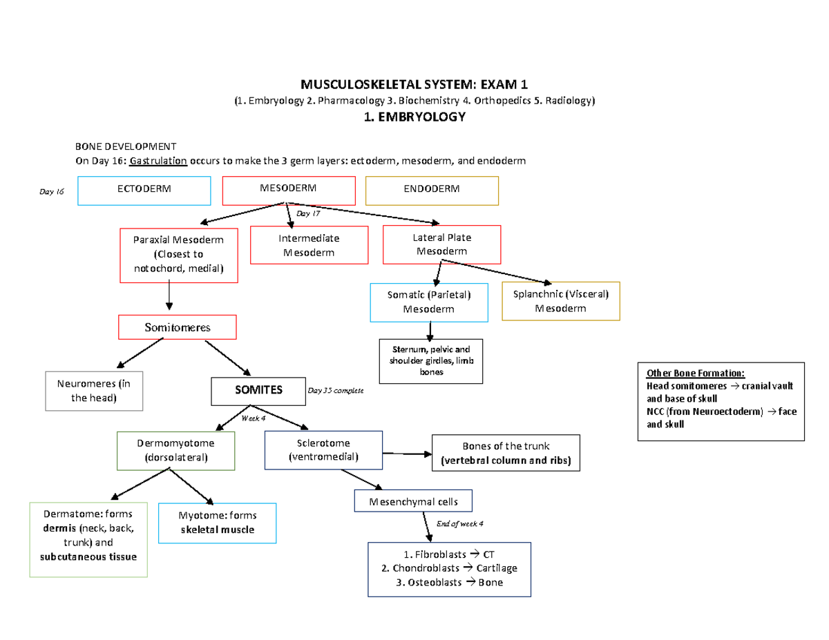MSK Exam 1 - Lecture Notes - MUSCULOSKELETAL SYSTEM: EXAM 1 (1 ...