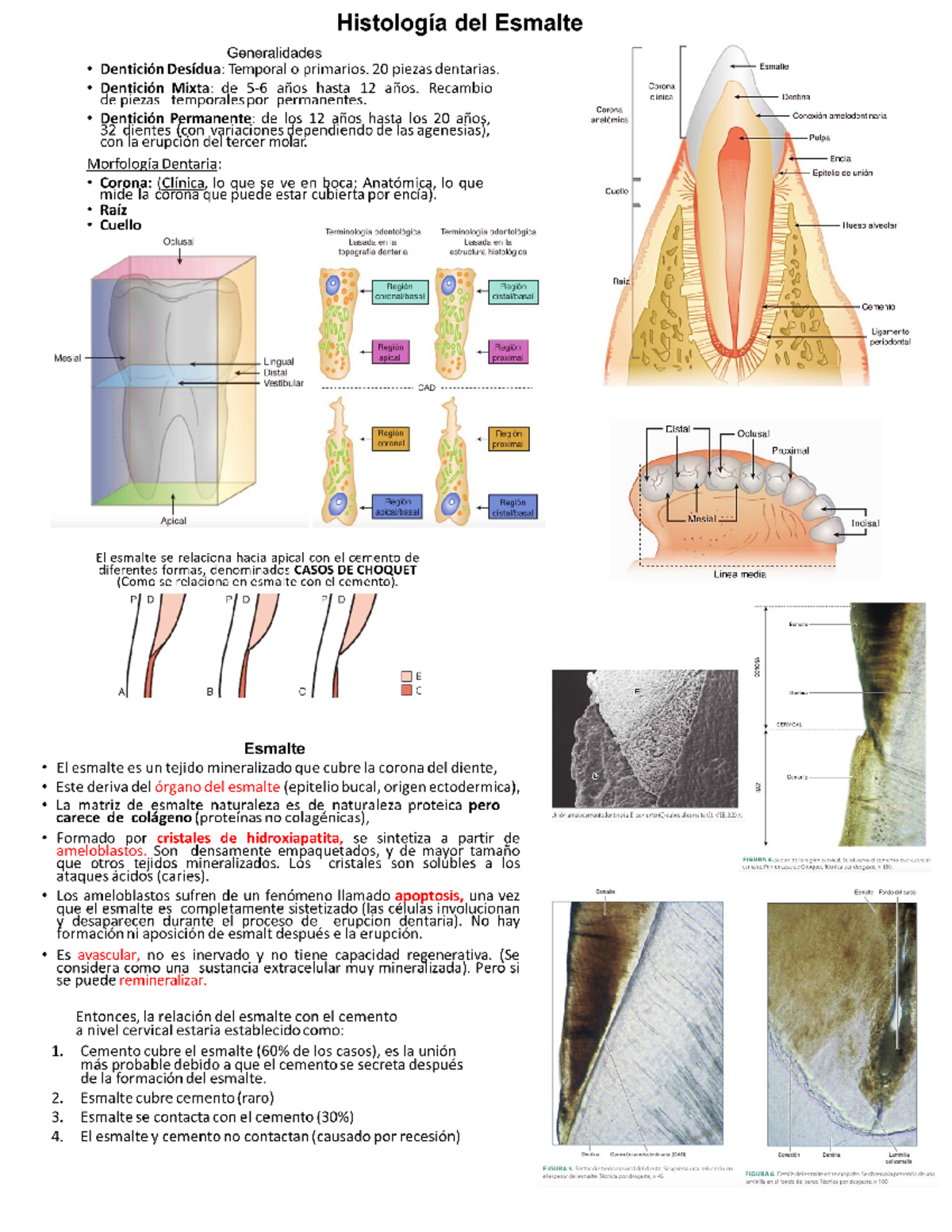 Hbd 3 - Histologia del esmalte - Histología del Esmalte Generalidades ...