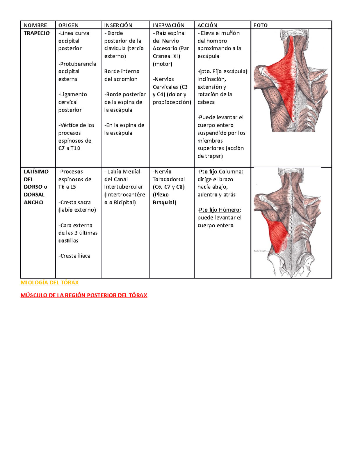 Miología Torso y MI - NOMBRE ORIGEN INSERCIÓN INERVACIÓN ACCIÓN FOTO ...