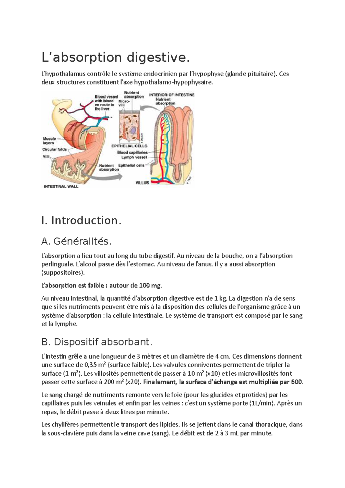 Révisions absorption digestive - L’absorption digestive. L’hypothalamus ...