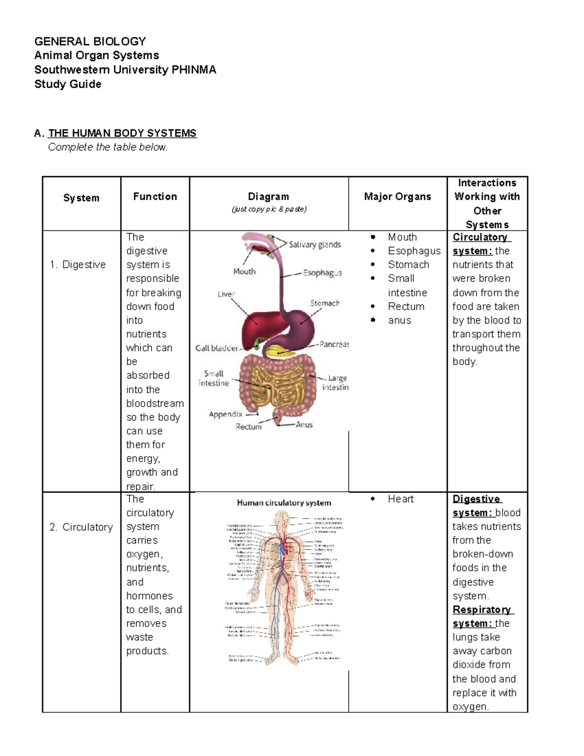 Human Organs And Organ Systems Functions Major Organs And