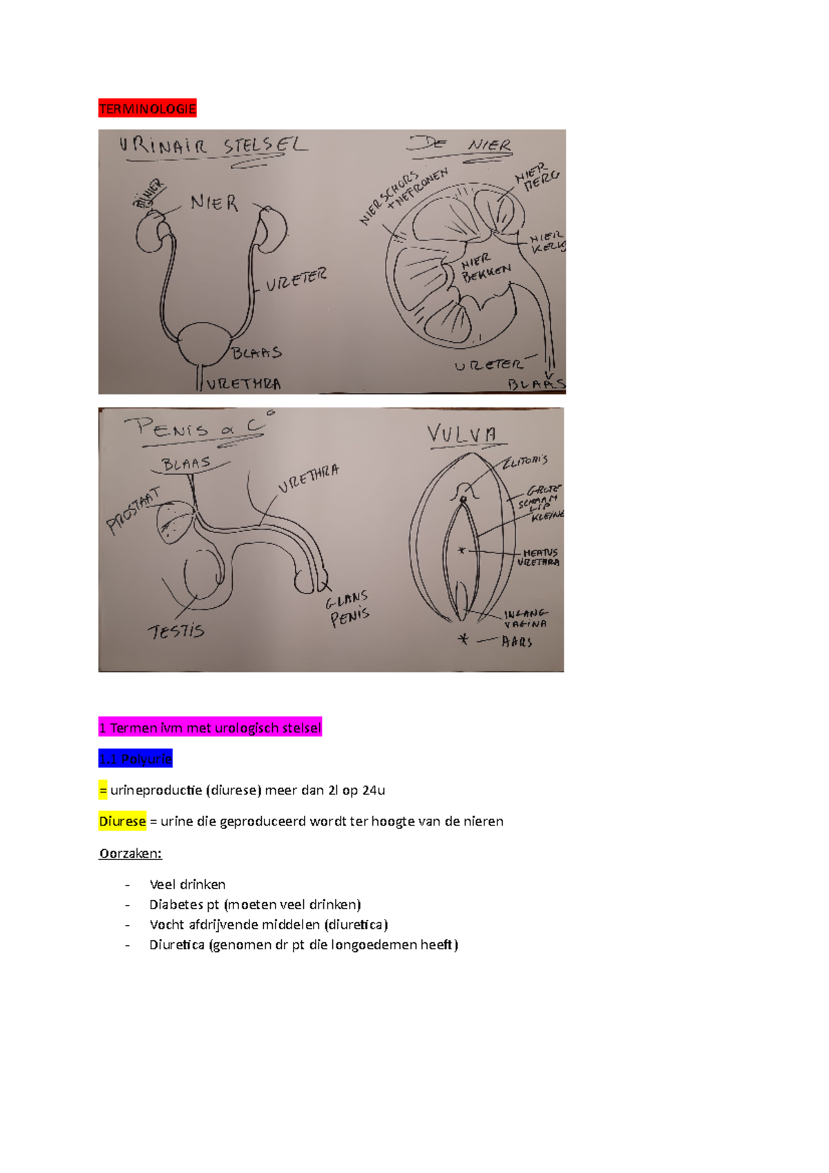 Urologie - TERMINOLOGIE 1 Termen ivm met urologisch stelsel 1 Polyurie ...